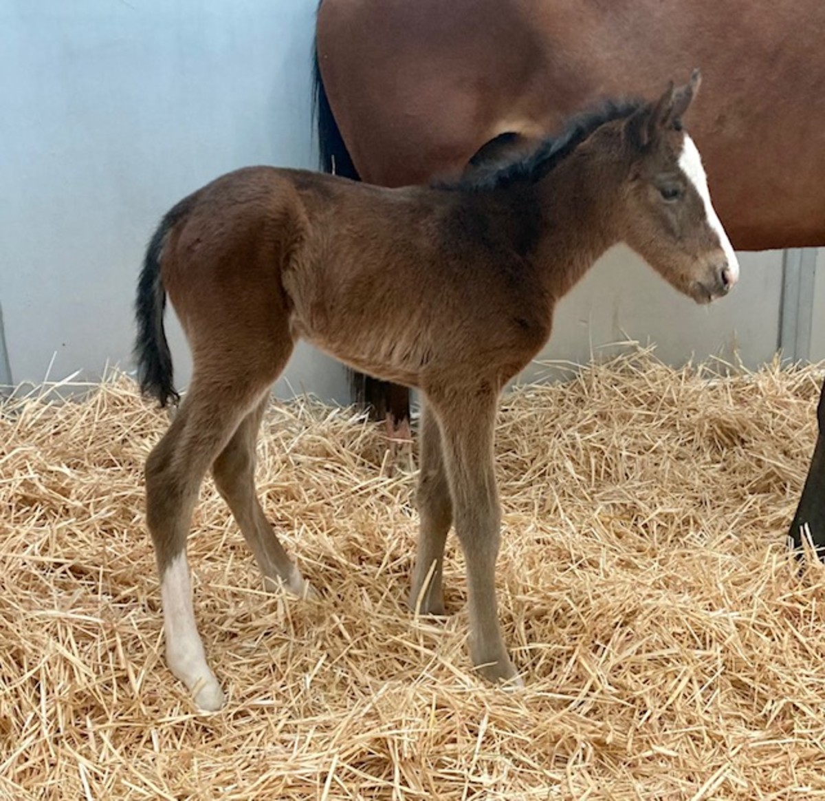 First Foal Is A Filly For California Stallion Cistron - Paulick Report ...
