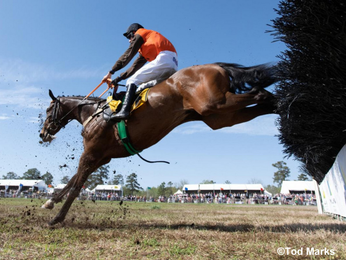 NSA: English Import Carmelised Easily Adapts To U.S. Racing In Carolina ...