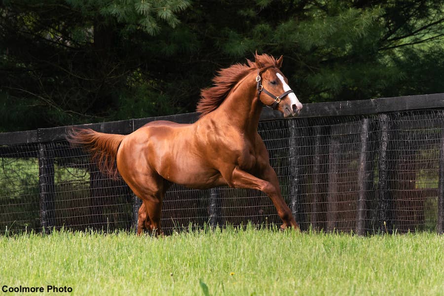 The 2023 2-Year-Old Sale Sire Power Rankings: Justify Has Arrived After ...
