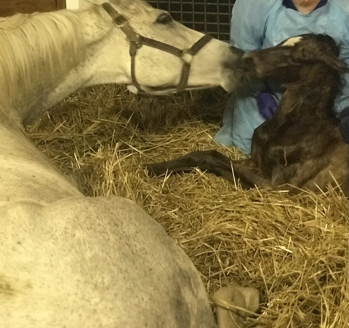 East Avenue Brings Legacy Of Cody's Wish Back To Breeders' Cup ...