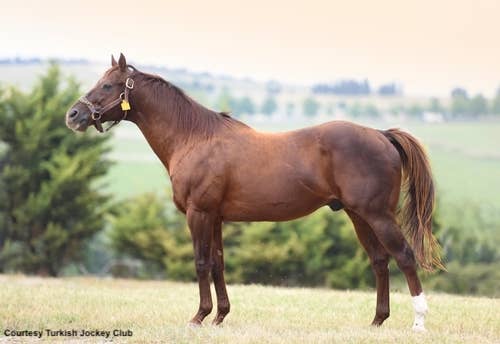 Kentucky Derby Runner-Up, Veteran Sire Lion Heart Dies In Turkey At Age ...
