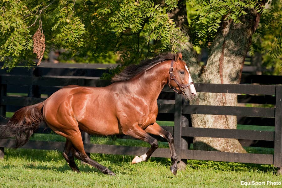 Bloodlines Presented By Walmac Farm: What Separates Into Mischief From ...