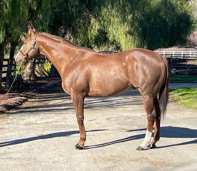 Graded Stakes Winner Mr Vargas Converts Adopter To Love OTTBs, With ...