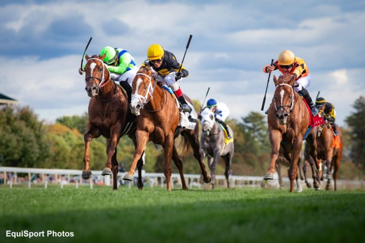 Committee Of One Pips Favorite In Indian Summer To Break Maiden ...