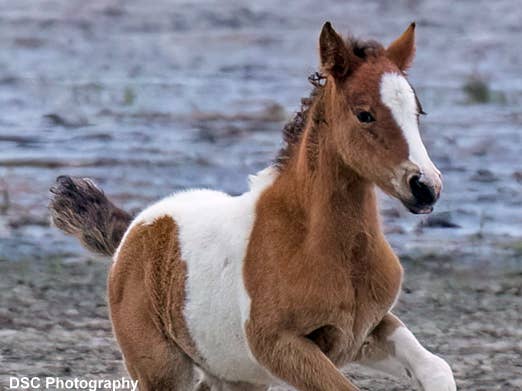 Chincoteague 'Buy-Back' Foal Up For Auction; Proceeds Used Toward ...