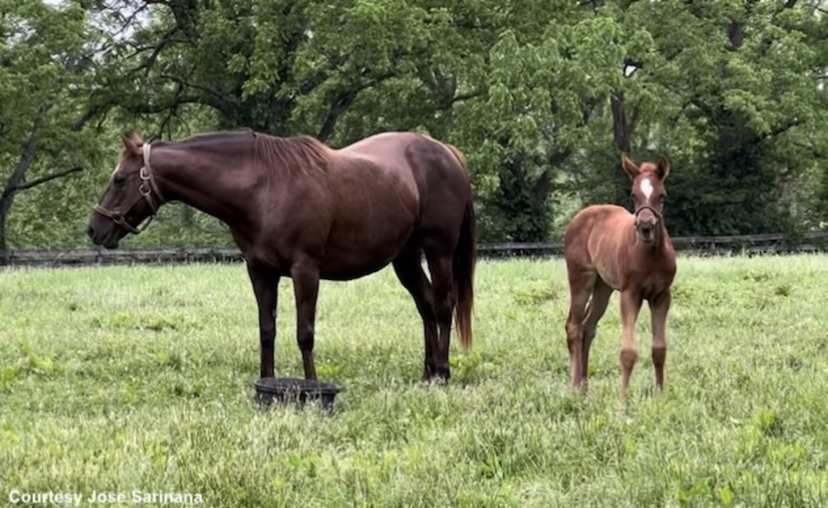 One-Mare Operation Sarinana Racing Returns To Fasig-Tipton Kentucky ...