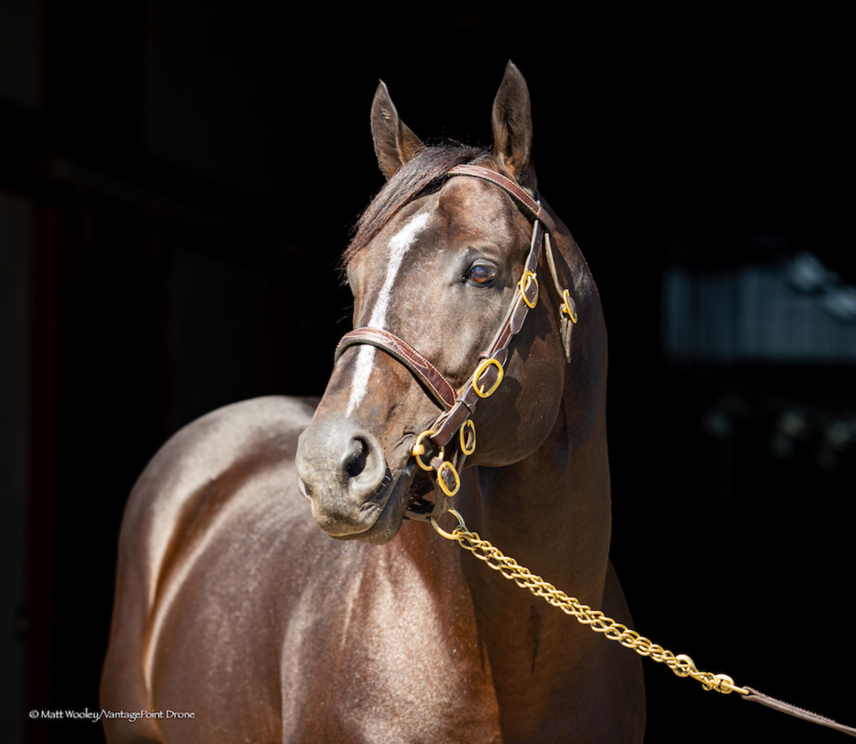 Airdrie Stud Releases 2024 Stallion Roster, Fees: Girvin, Upstart Lead ...