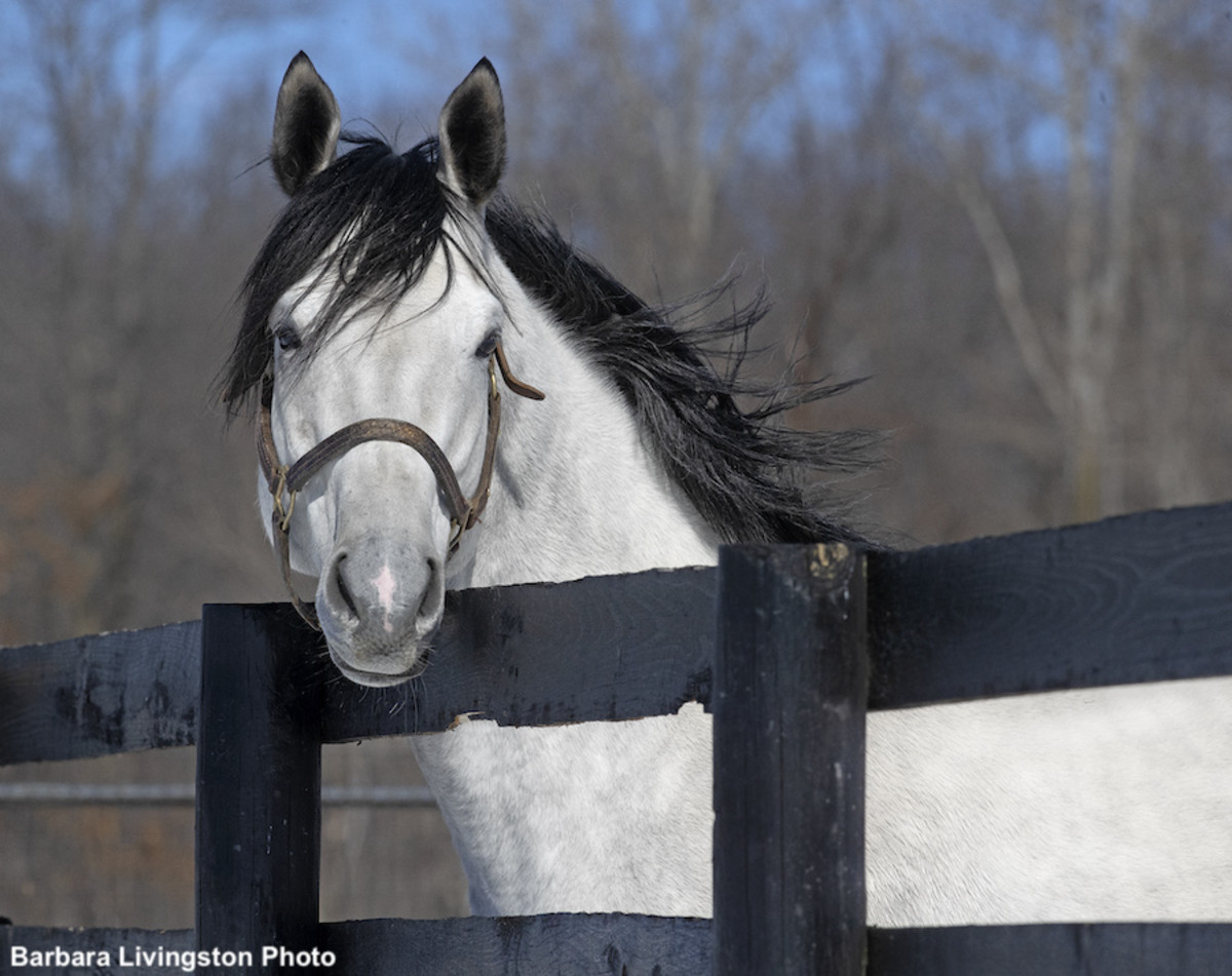 Stallion Spotlight Presented By New York Thoroughbred Breeders Inc ...