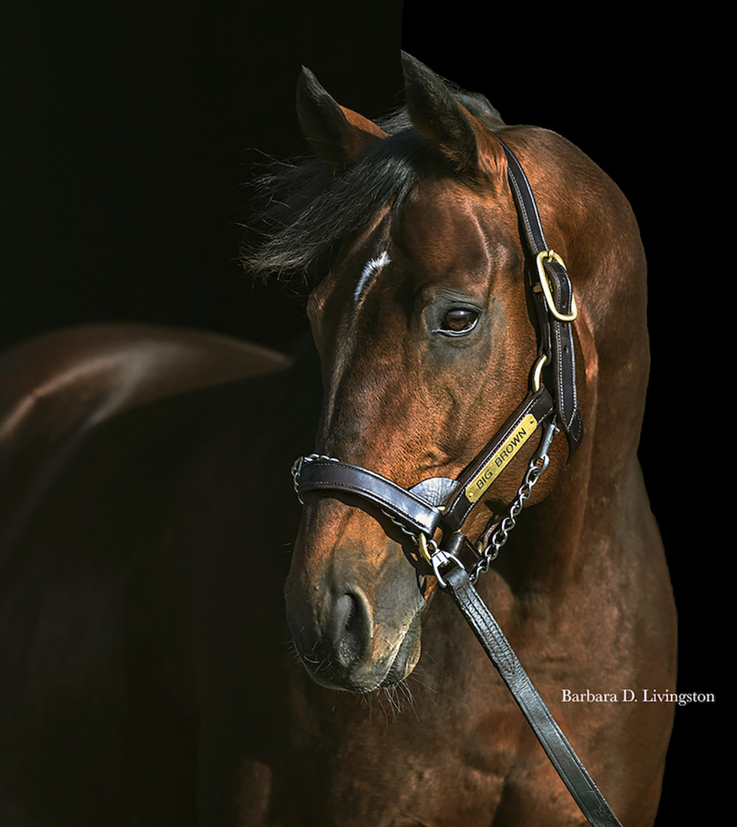 Stallion Spotlight Presented By New York Thoroughbred Breeders Inc ...