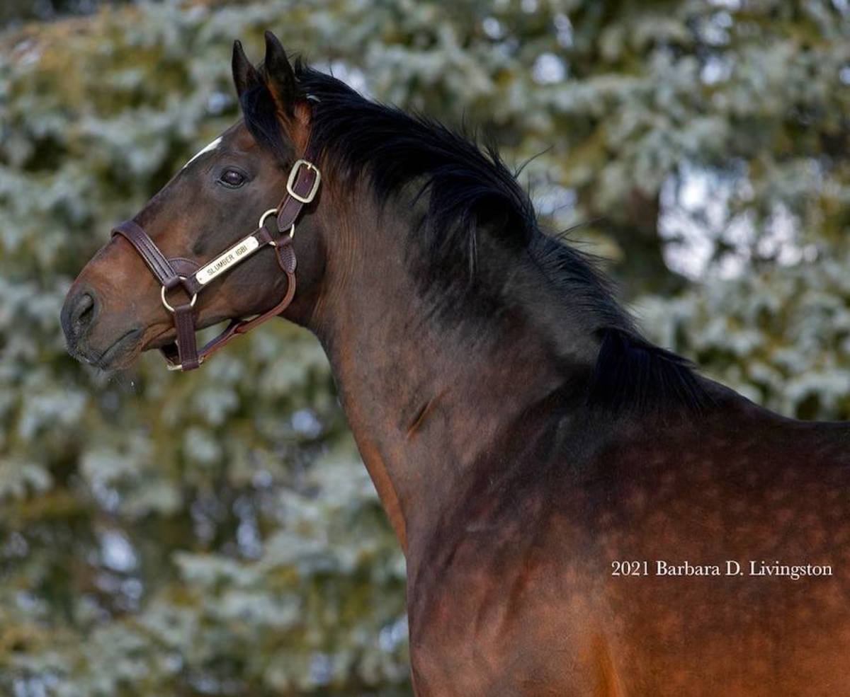 Stallion Spotlight Presented By New York Thoroughbred Breeders Inc ...