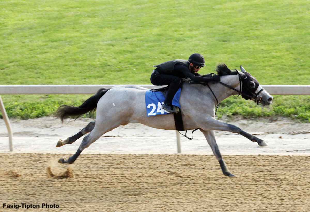 Meet The Team Behind A Session-Topping Mendelssohn Filly At Fasig ...