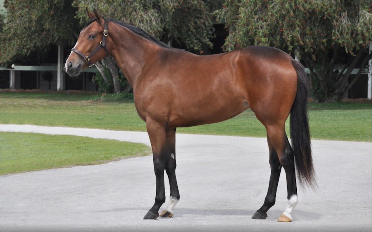 Toast To Vino Rosso: Freshman Draft At OBS Spring Sale Is A Grassroots ...