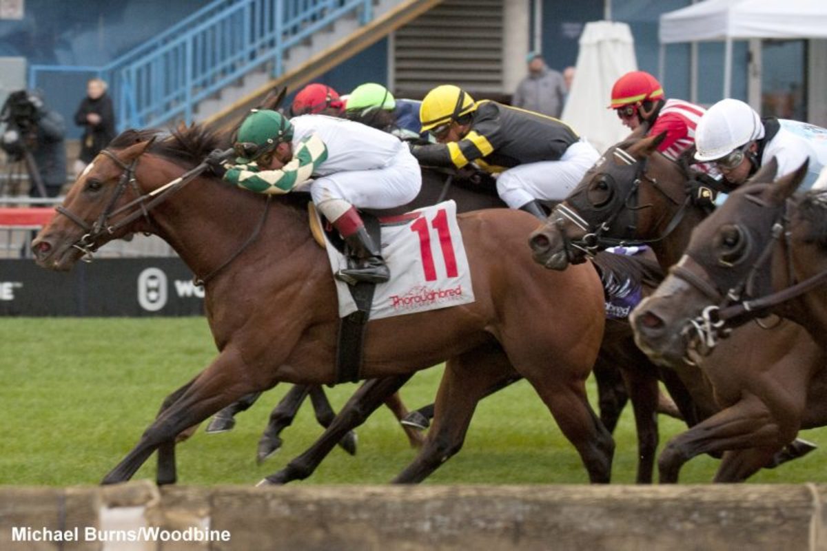 'We Were Not Sure About The Ground': Big Invasion Battles To Nearctic ...