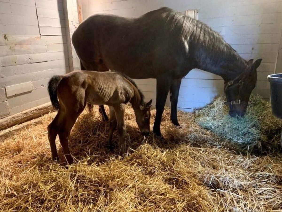 'She Makes My Heart Smile': After Tough Luck, Former Racehorse Finds ...