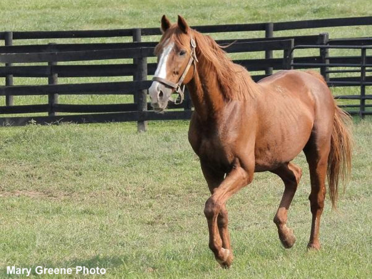 Jonesboro, Son Of Hall Of Famer Mom's Command, Dies At Old Friends ...