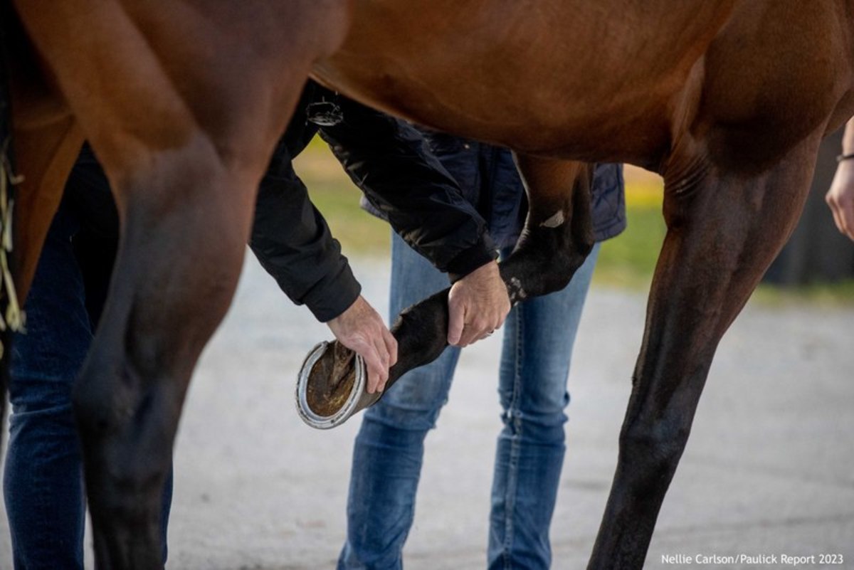 Electroarthrography: A New Tool To Detect Equine Osteoarthritis ...