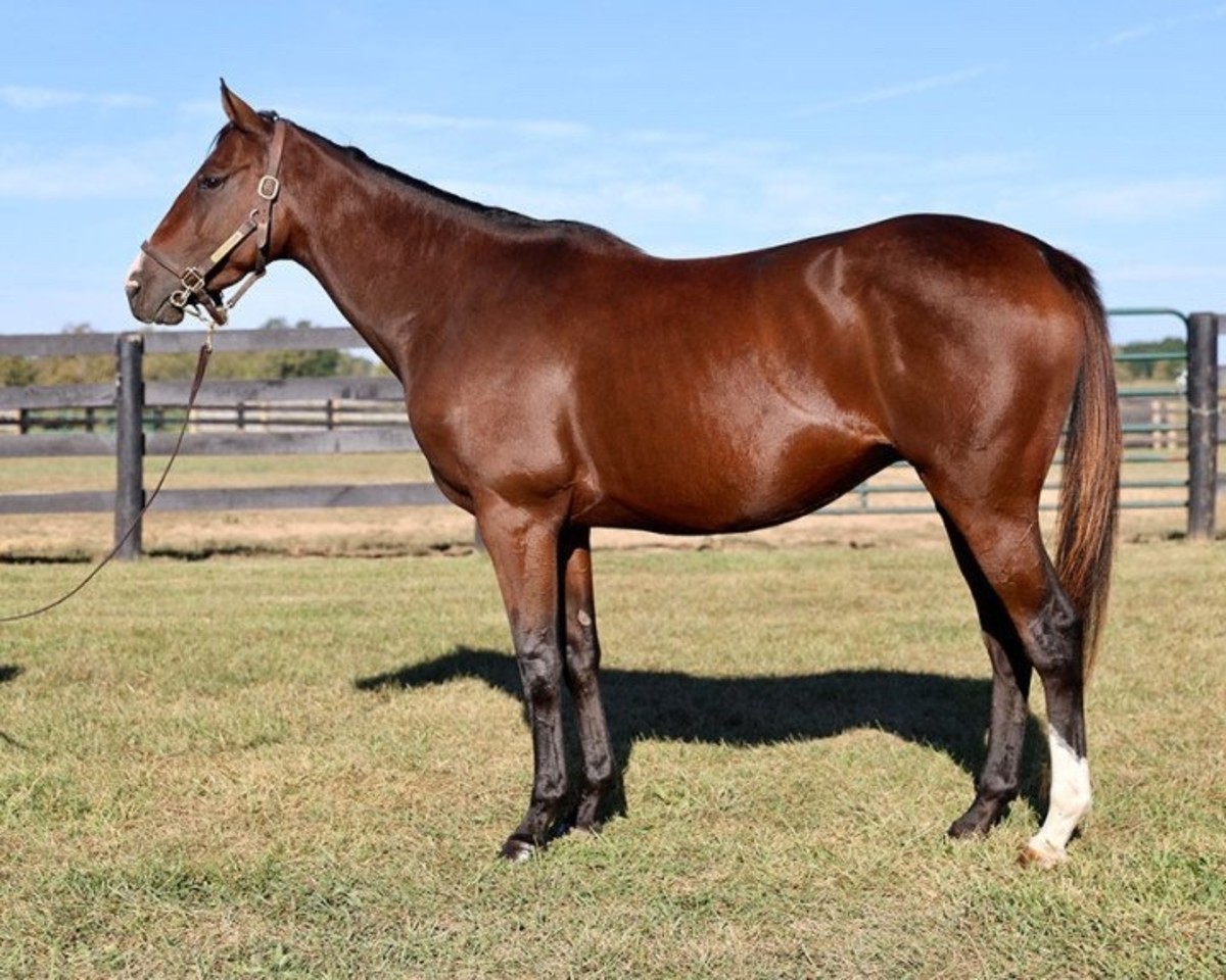 Catalog For 2023 Wanamaker’s October Sale Now Available - Paulick ...