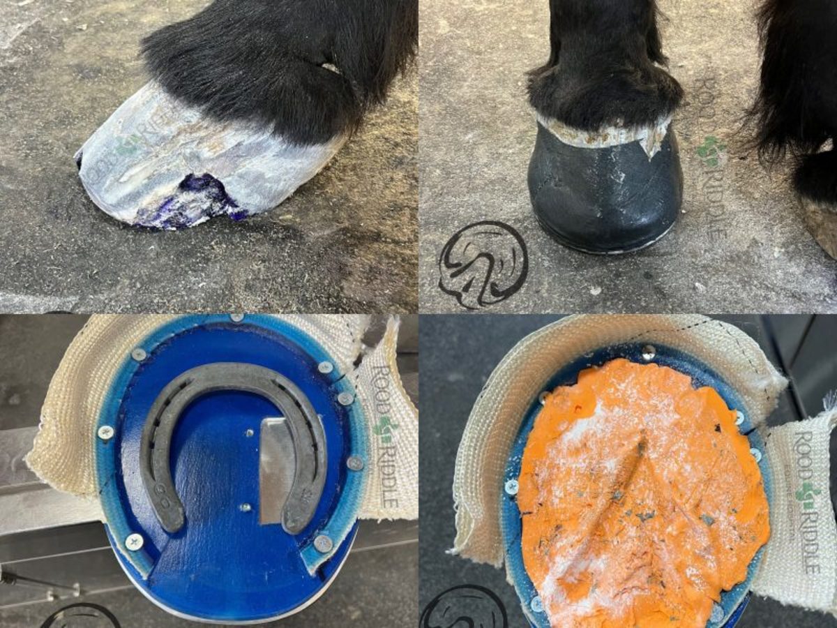 Rood & Riddle Podiatry: Quality Of Life Improved For Percheron With ...