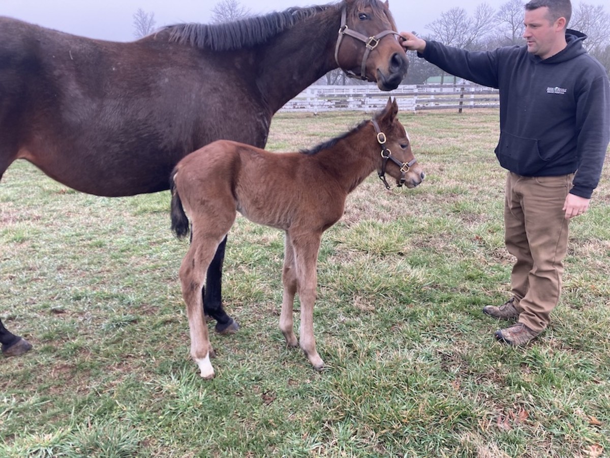 'Off To A Great Start': First Foal Is A Filly For Lane's End Stallion ...