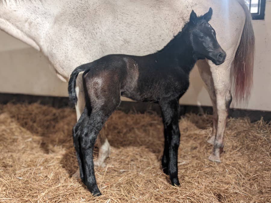First Foal Is A Filly For Late New York Stallion Combatant - Paulick ...