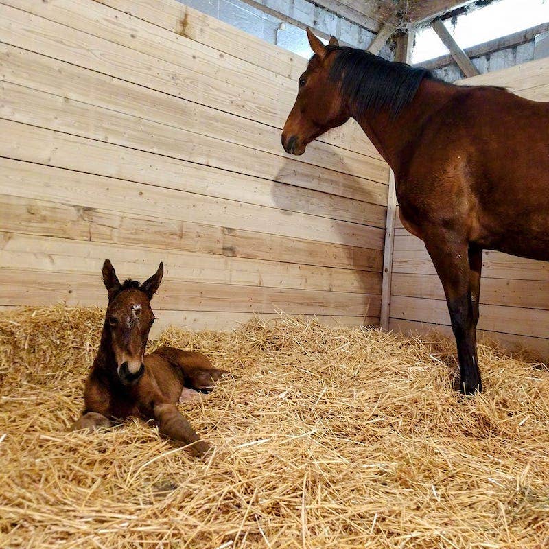 Mareworthy Wants To Rewrite The Story For Retiring Thoroughbred Mares ...
