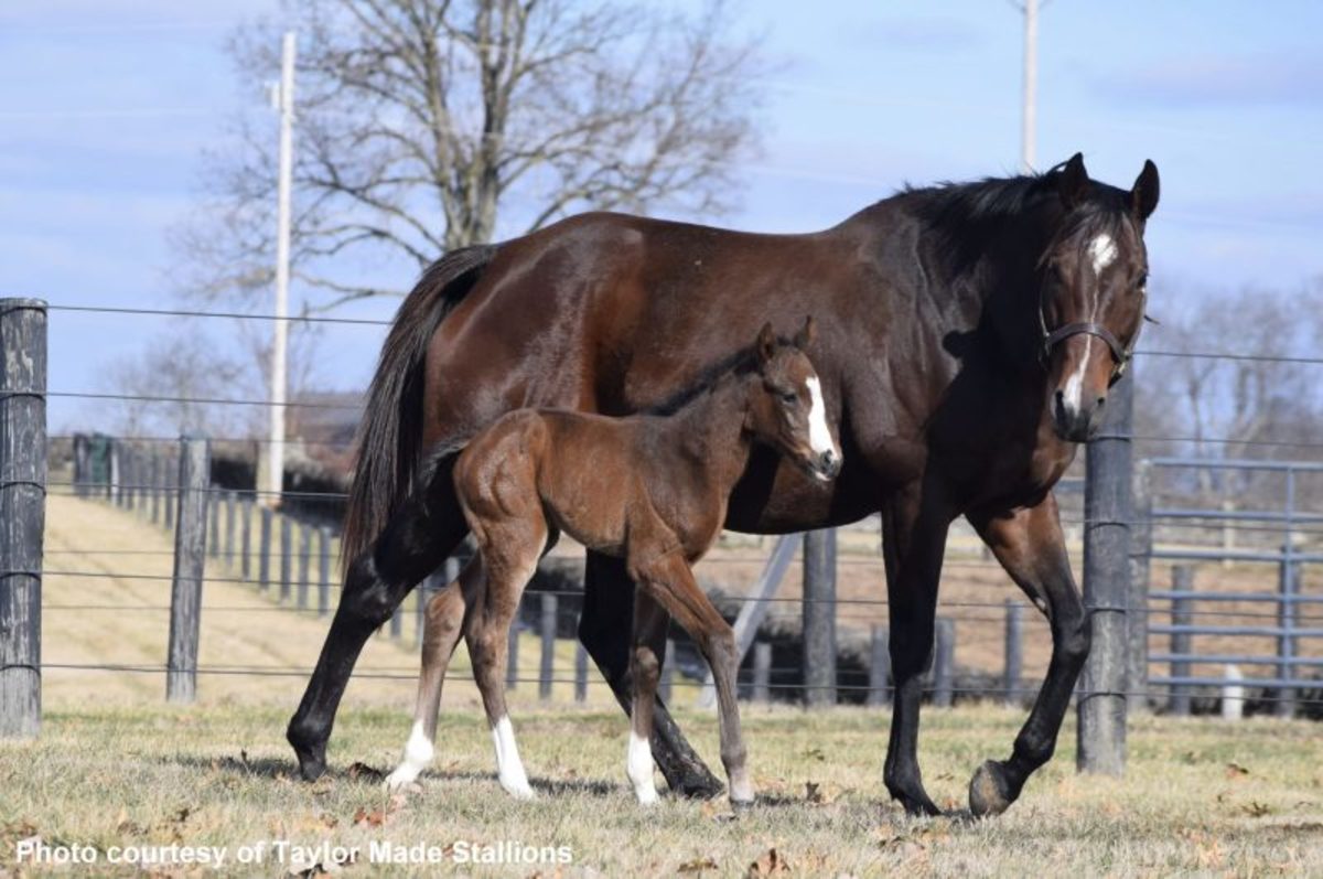 First Foal A Filly For Taylor Made Stallions’ Knicks Go - Paulick ...