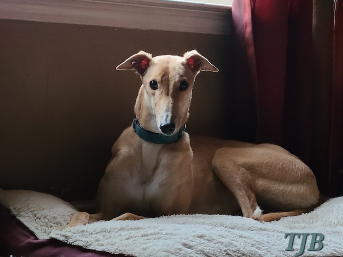 Going The Way Of The Greyhounds? - Paulick Report | Latest news and ...