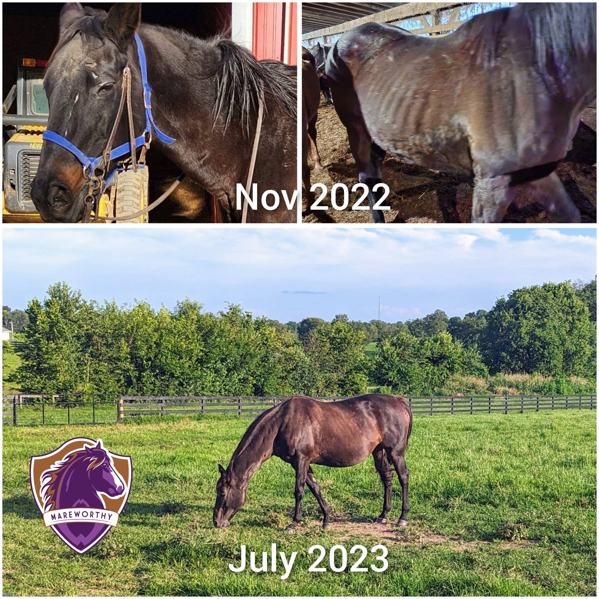 Mareworthy Wants To Rewrite The Story For Retiring Thoroughbred Mares ...