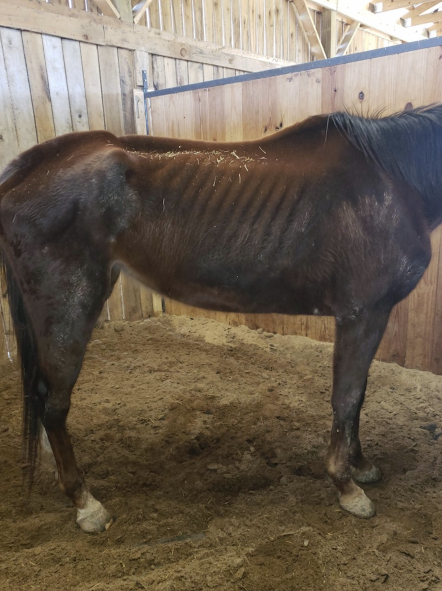 From The Brink Of Death, Former Neglect Case Shines En Route To ...