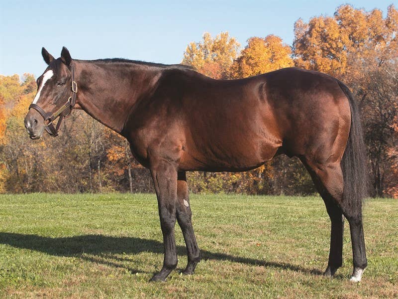 Pennsylvania Leaderboard: Weigelia Opens Up Early Lead In Stallion ...