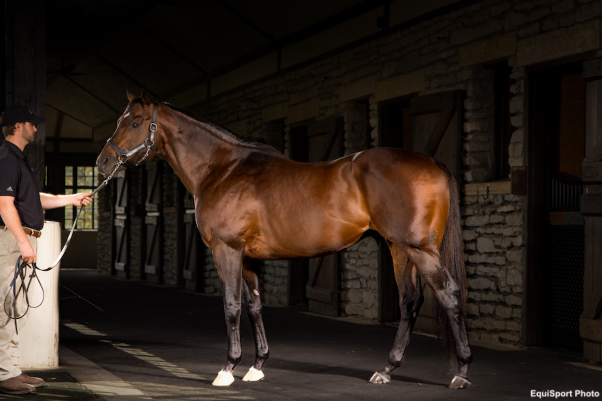 Stewart Lays Out 2025 Mating Plans For Broodmare Band, Puca Set To ...