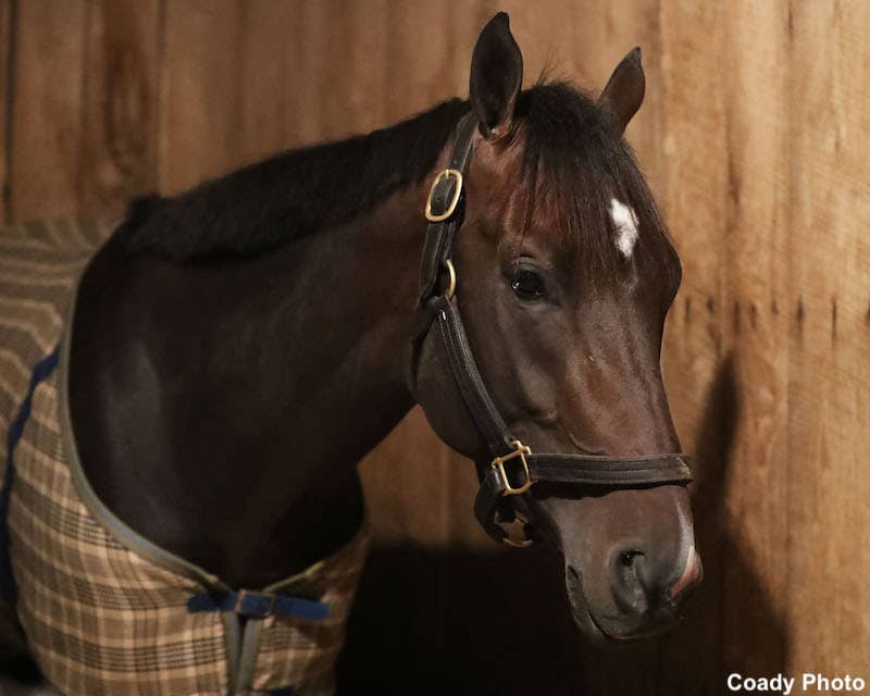 Derby Favorite Forte Arrives At Churchill From Palm Beach Downs Base ...