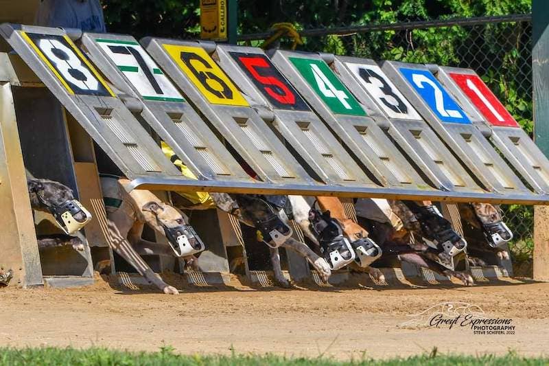 Going The Way Of The Greyhounds? - Paulick Report | Latest news and ...