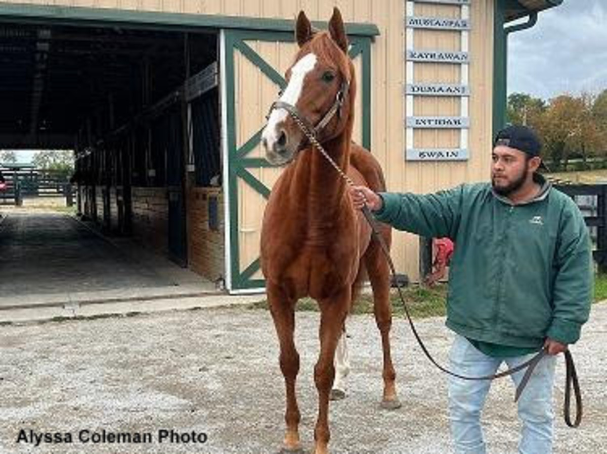 Multiple Stakes Winner Spooky Channel Arrives At Old Friends For ...