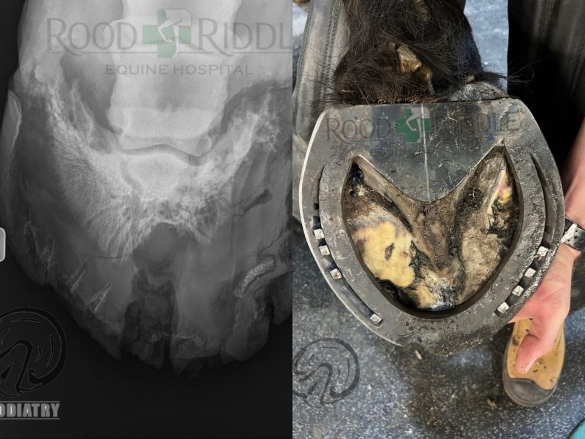 Rood & Riddle Podiatry: Quality Of Life Improved For Percheron With ...