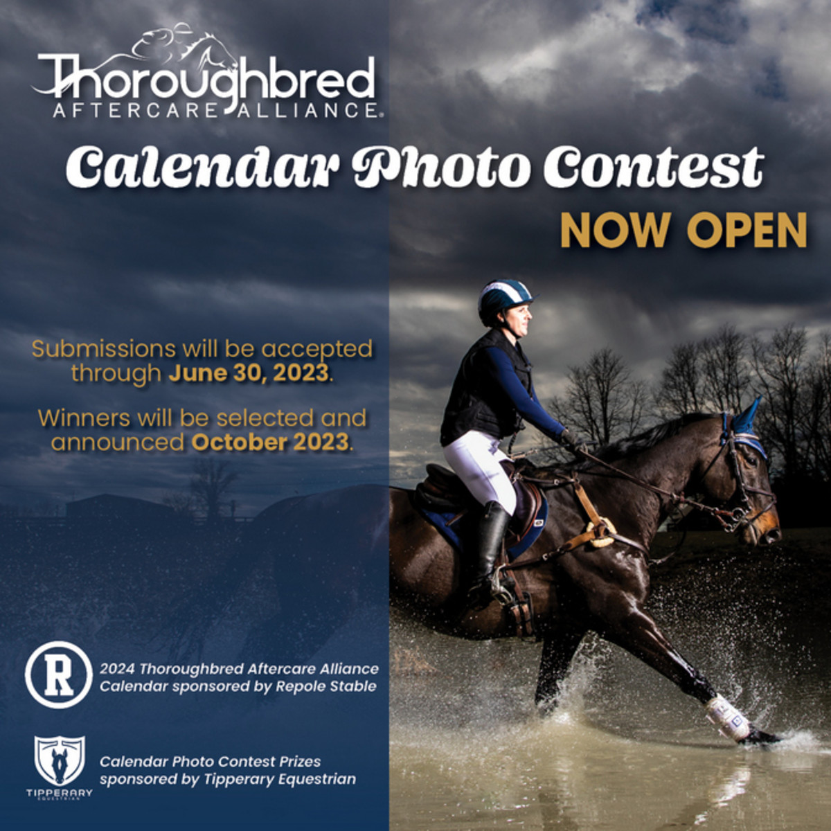 Thoroughbred Aftercare Alliance Third Annual Calendar Photo Contest Now ...