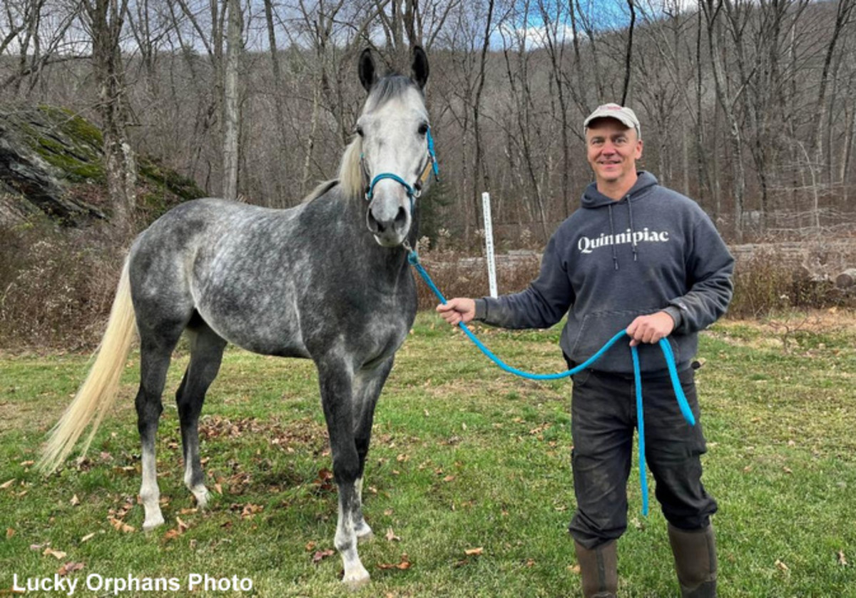 Stakes-Winning Montauk Traffic A Healing Presence At Lucky Orphans ...