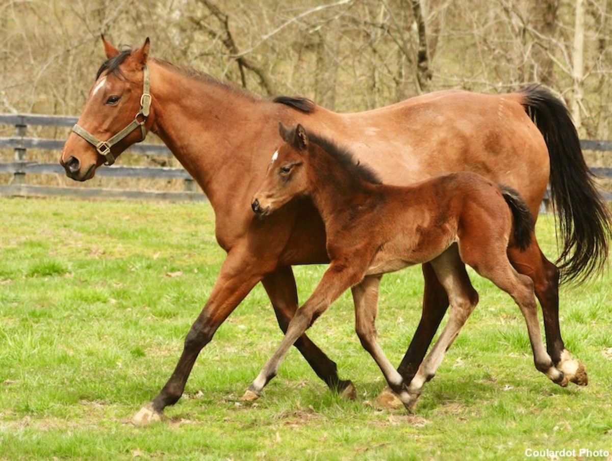 Broodmare Mariastheboss Could Be Following Her Foals To The ...