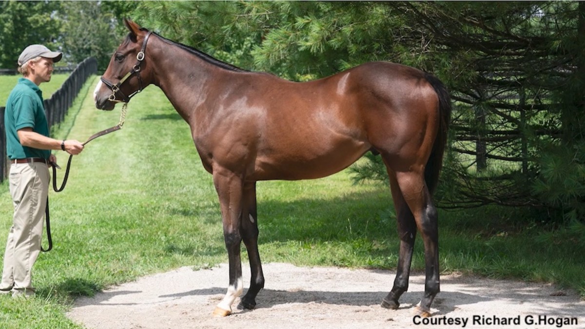 Ontario Racing's Mare Purchase Program Foals Strengthen Canadian ...