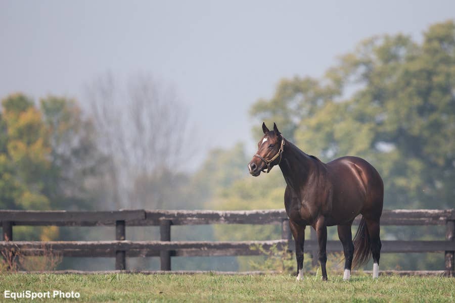 'As Important As Any Horse We've Raised On The Farm': Believe You Can ...