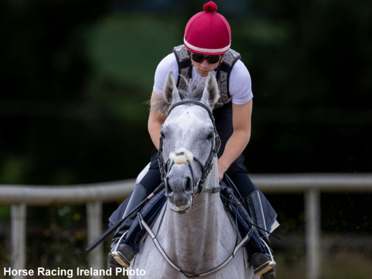 Irish Derby 'Dreams': White Birch Ride Handed To Reigning Champion ...