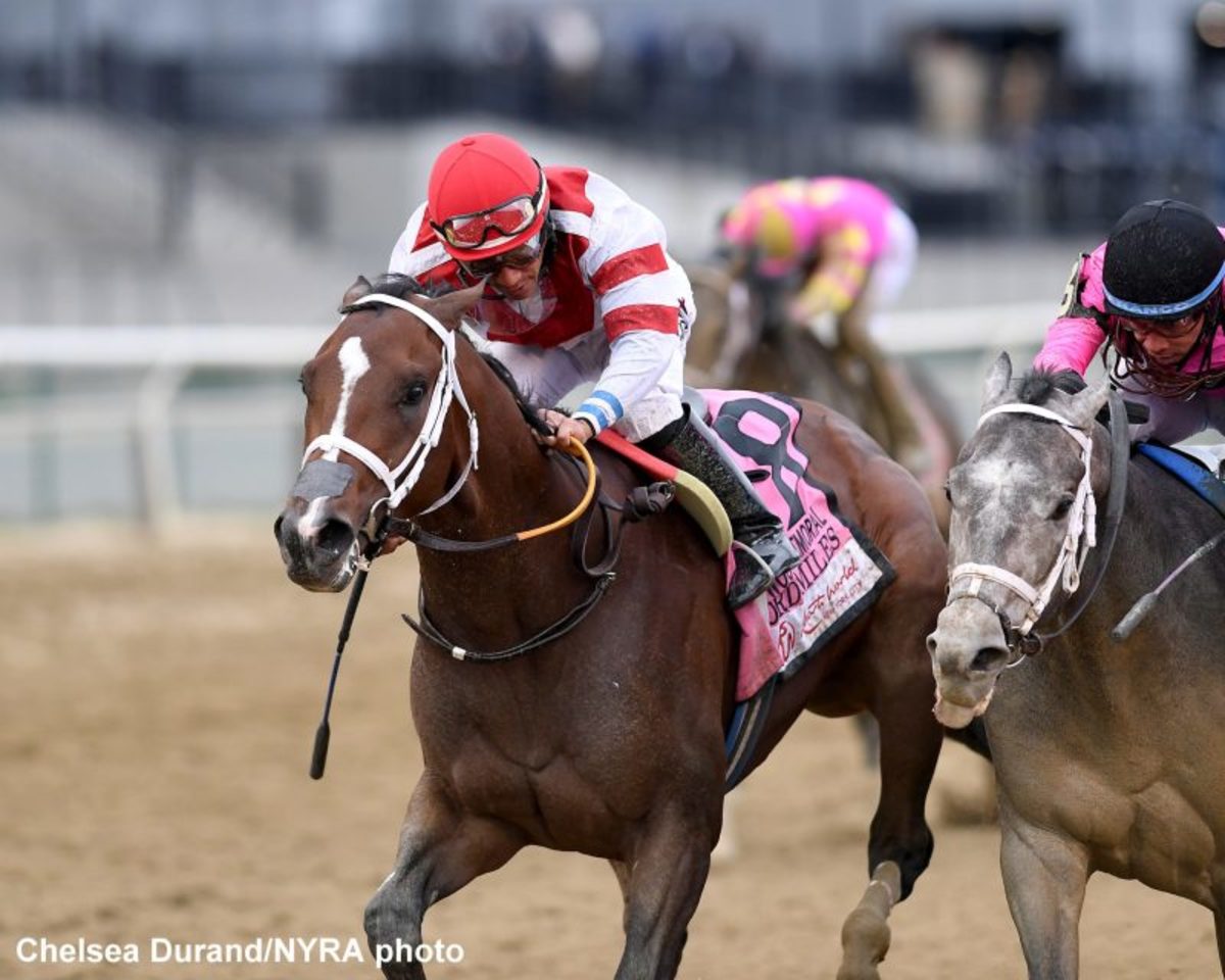 Lord Miles Seeks Return To Form In Gulfstream's Wildcat Red - Paulick ...