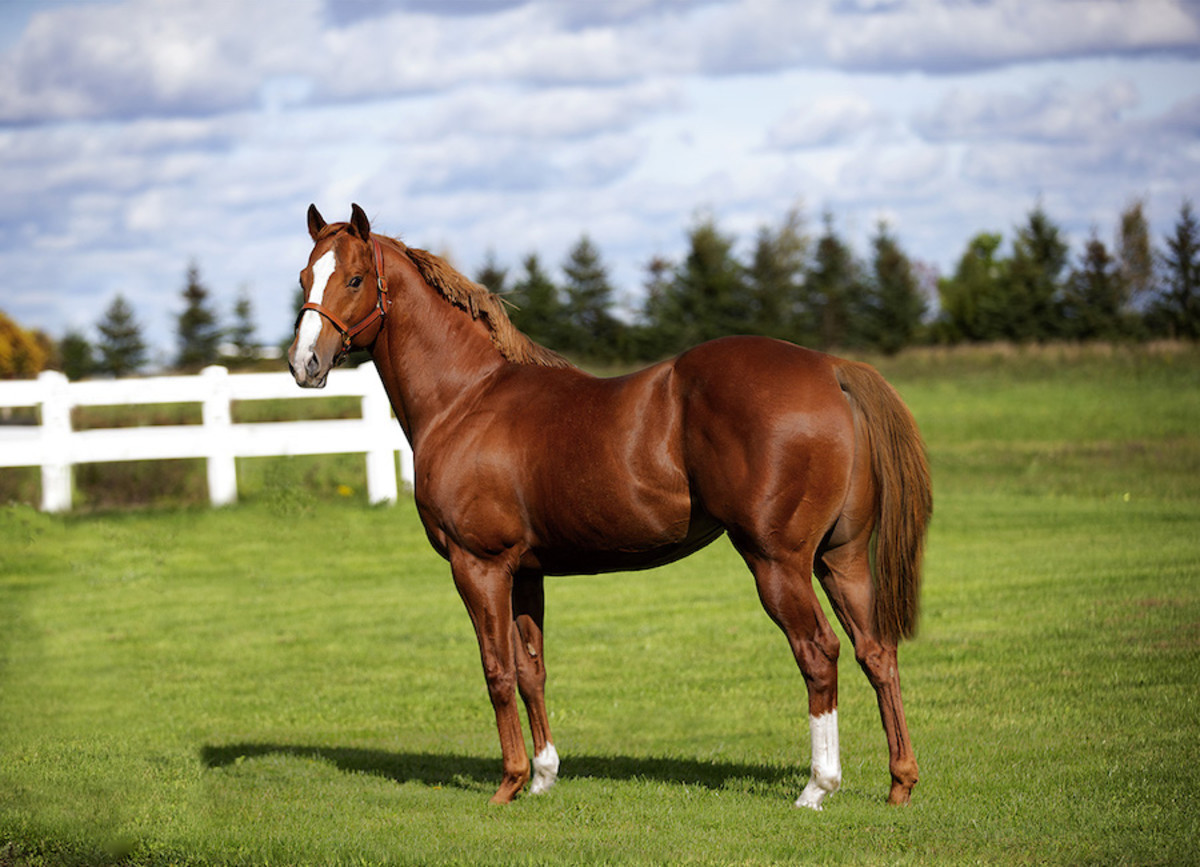 Ontario's Cold Hard Dash Tops Most Recent Leading Quarter Horse Sire ...