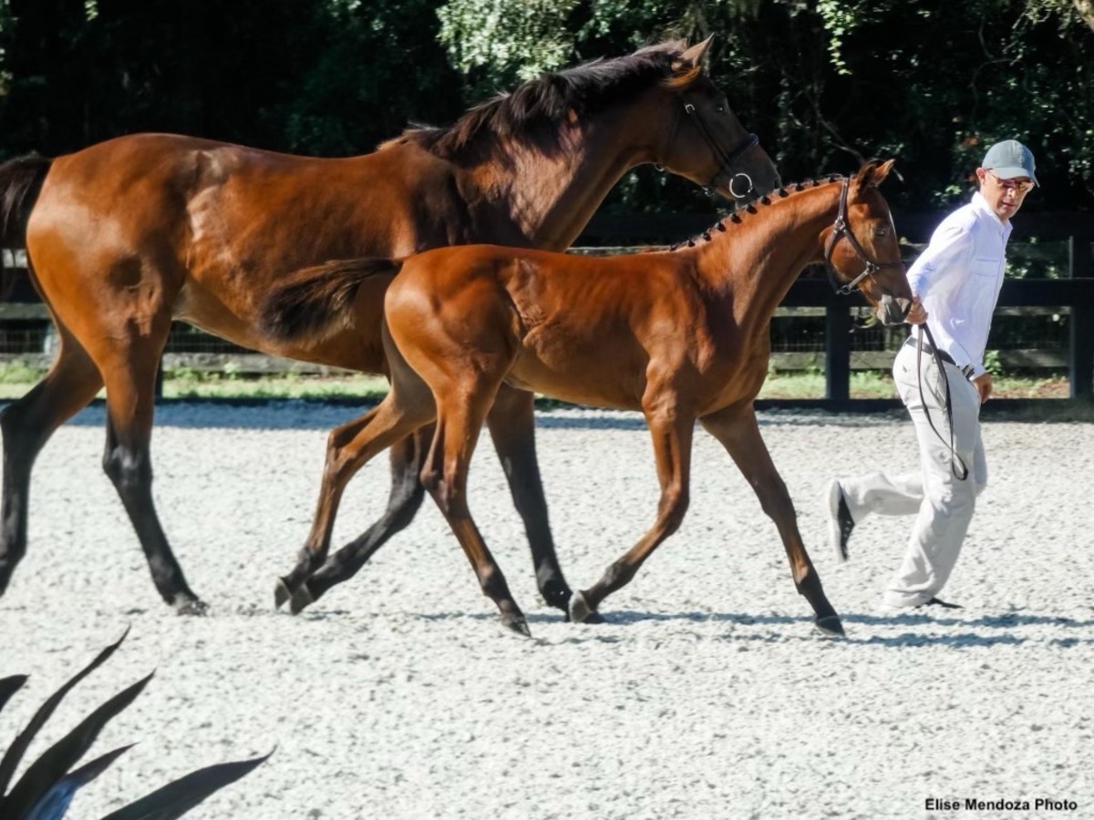 Research In Action: Finding Better Treatments For Placentitis - Paulick ...