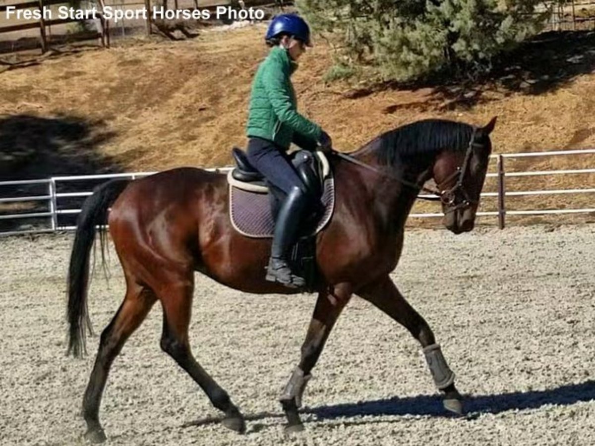 Rancho Temescal Welcomes Non-Profit OTTB Retraining Program To ...