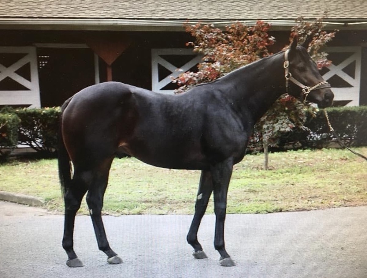New Jersey Sire Sea Wizard Under New Ownership - Paulick Report ...