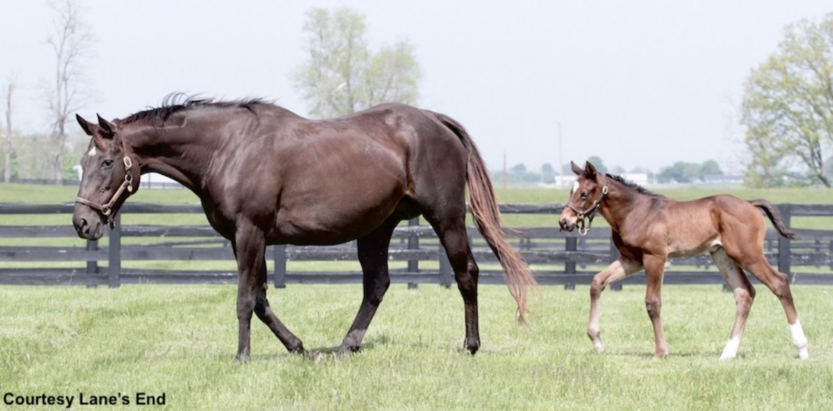 Mega Mares: Meet The Broodmares With Two Breeders' Cup Winners ...