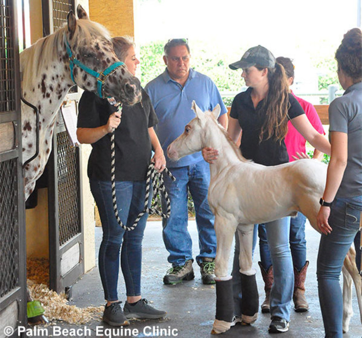 Palm Beach Equine Clinic Gives Appy Foal Second Lease On Life - Paulick ...