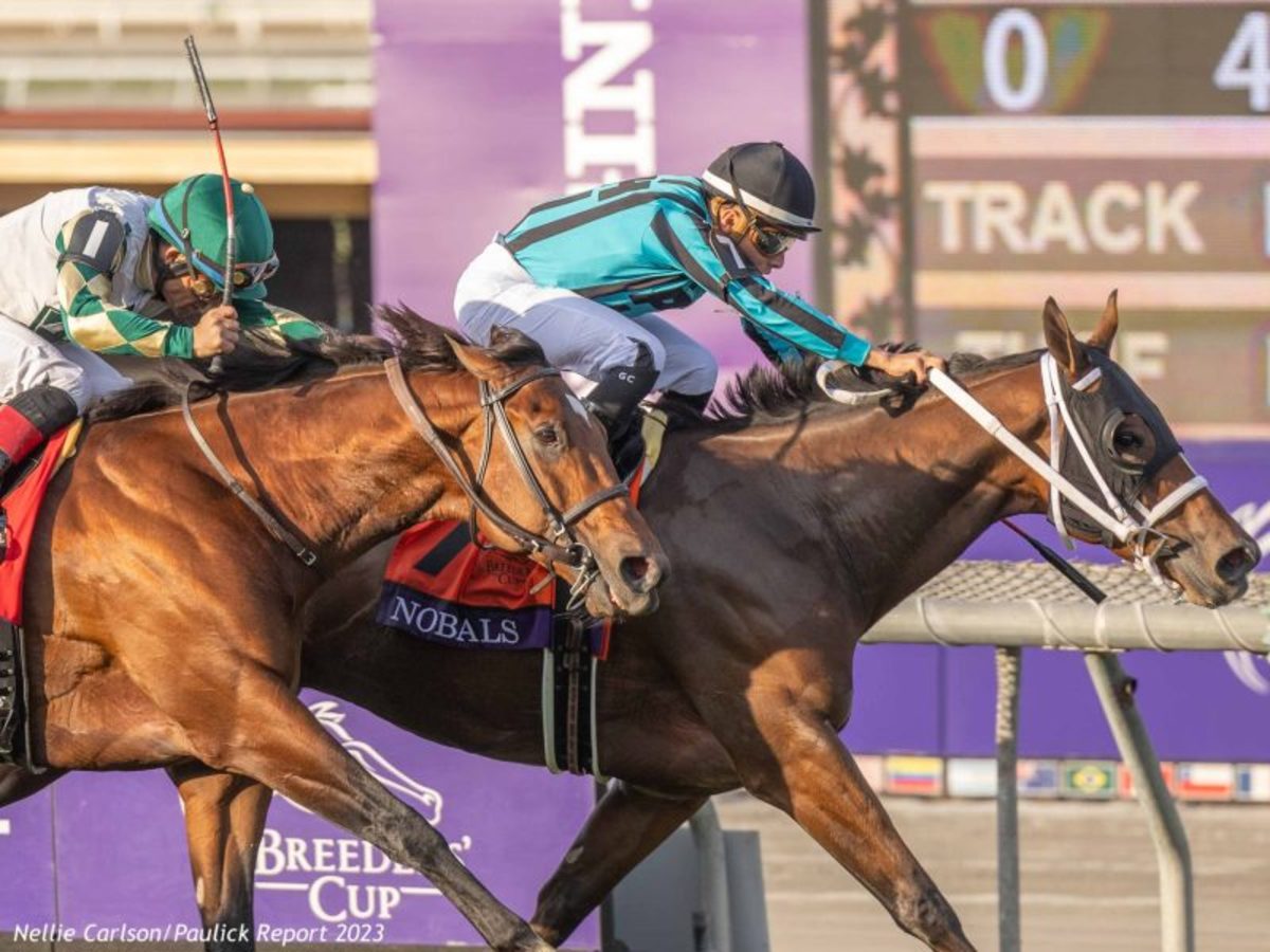Breeders' Cup Winner Nobals Headed To Hong Kong Sprint - Paulick Report ...