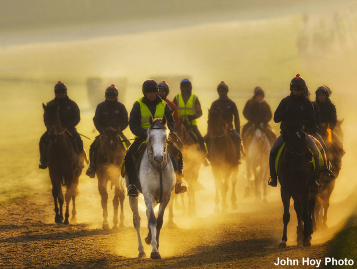 British Horseracing Authority Launches Trainer, Stable Staff Survey To ...